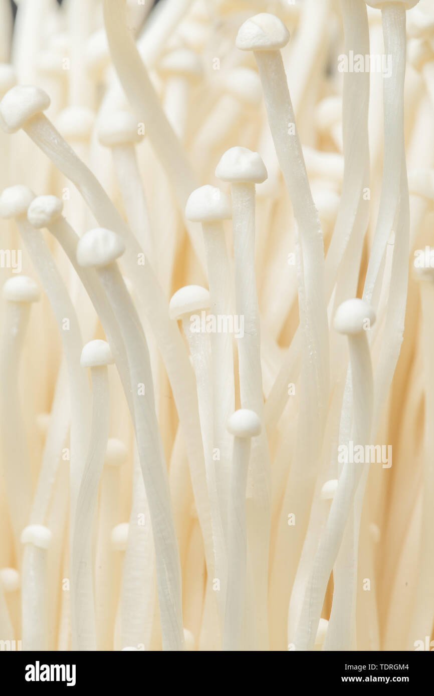 Golden needle mushroom dishes hi-res stock photography and images - Alamy