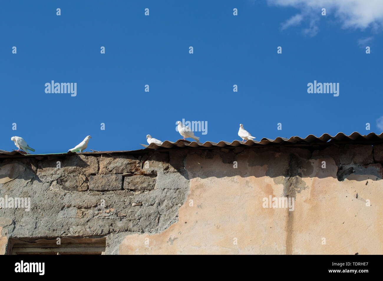 Doves on roof building hi-res stock photography and images - Alamy