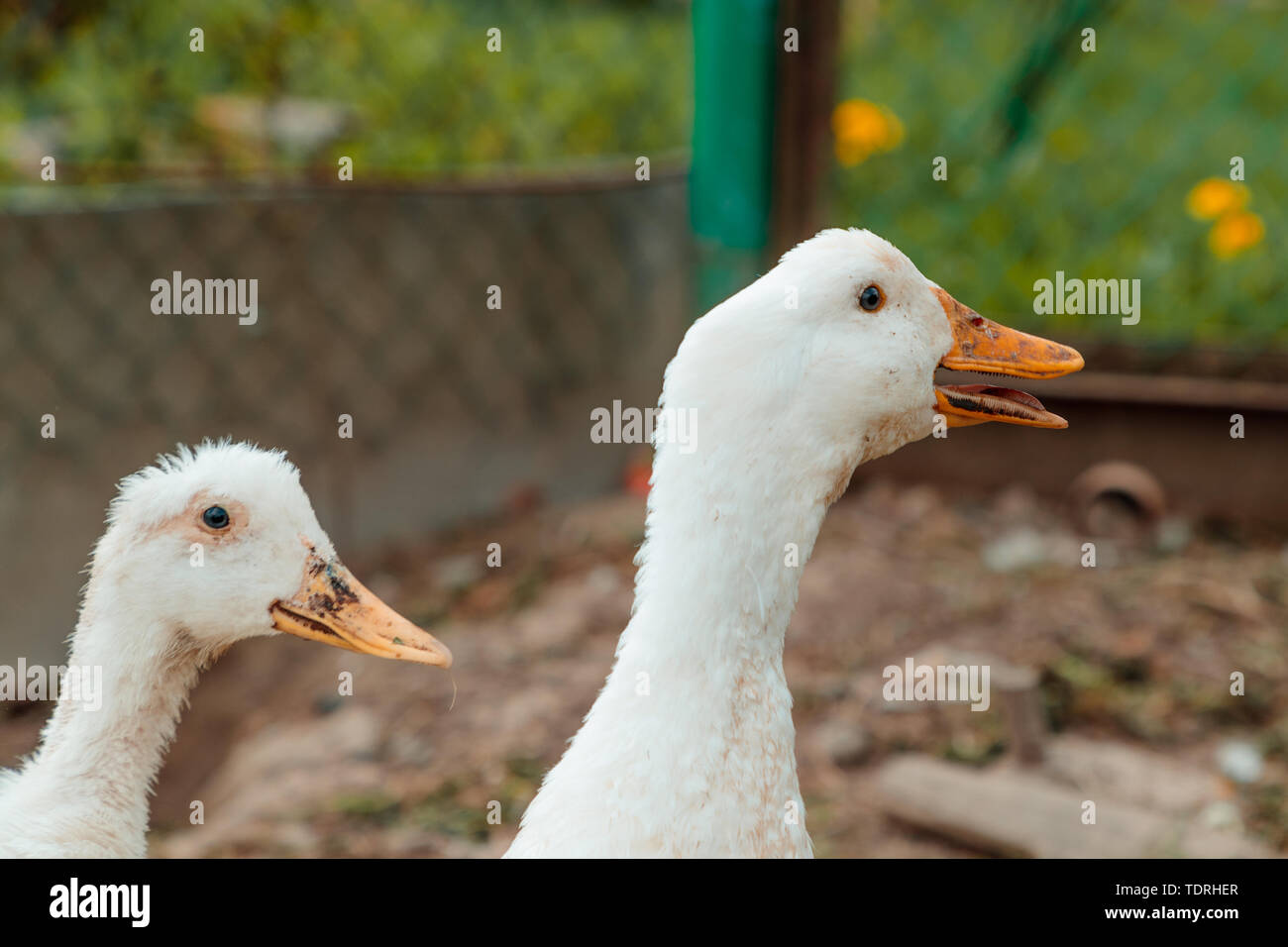 Farm animal summer hi-res stock photography and images - Alamy