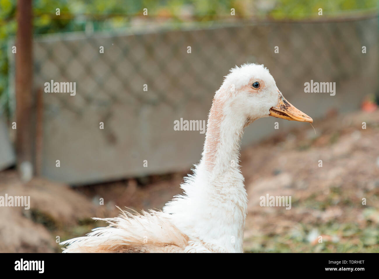 White farm goose hi-res stock photography and images - Alamy