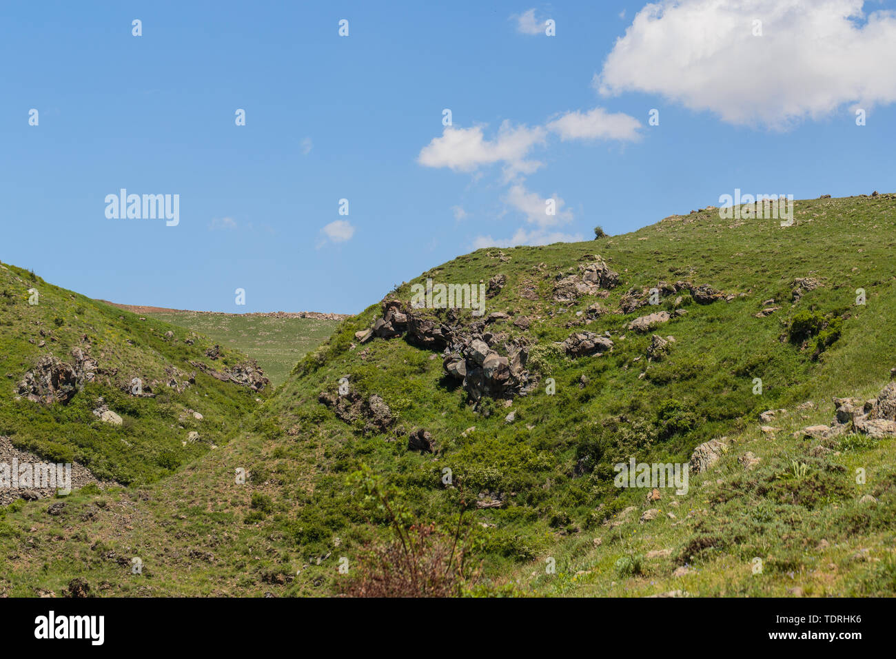Vegetation photography hi-res stock photography and images - Alamy