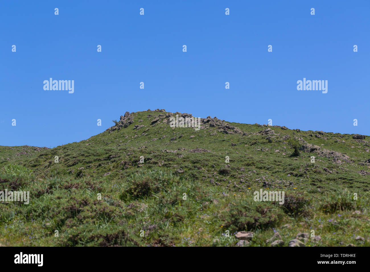 Vegetation photography hi-res stock photography and images - Alamy