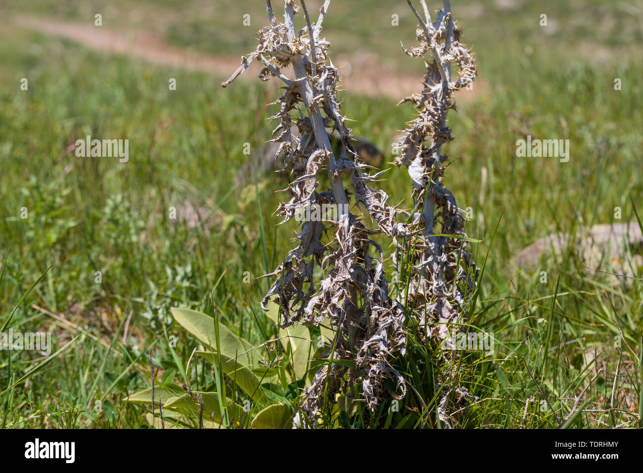 Wilted plant hi-res stock photography and images - Alamy