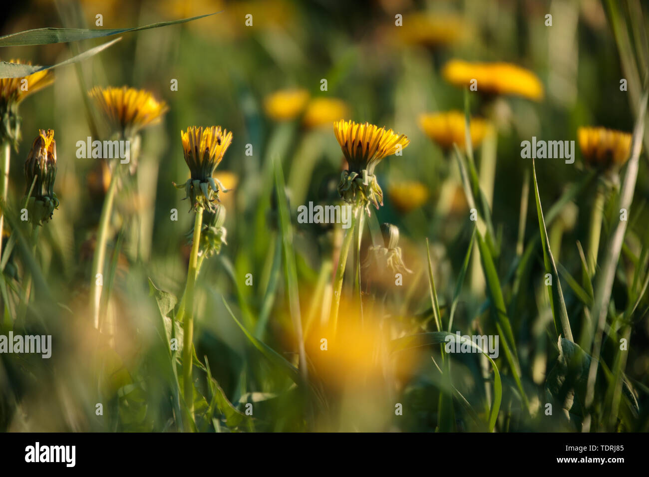 Picture of dandelions hi-res stock photography and images - Alamy