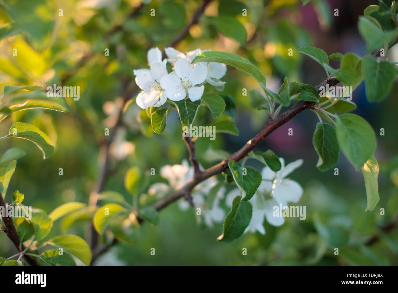 small white flowers on a branch of a plant Stock Photo - Alamy