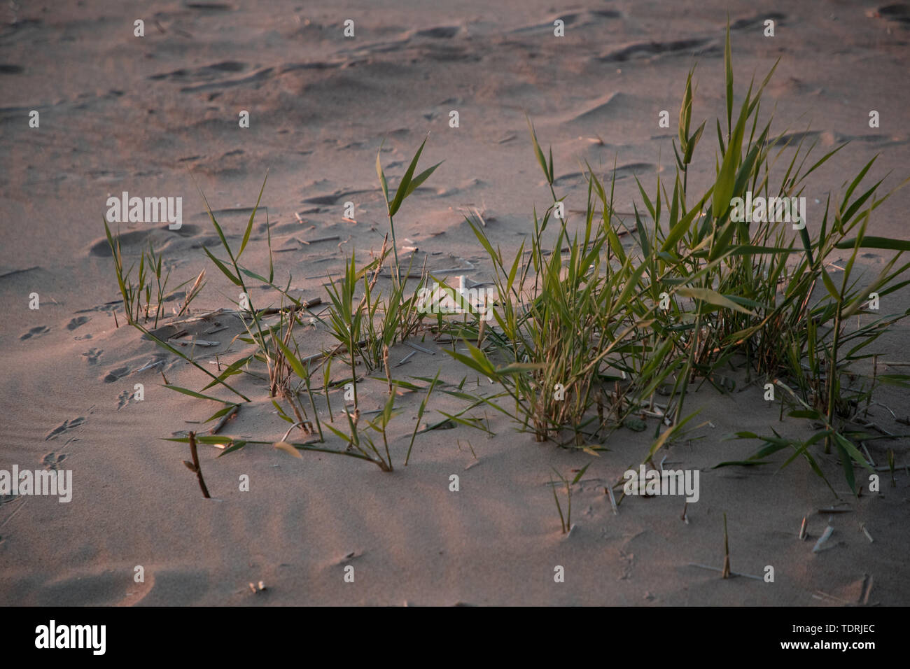 grass grown through the sand in the daytime Stock Photo - Alamy