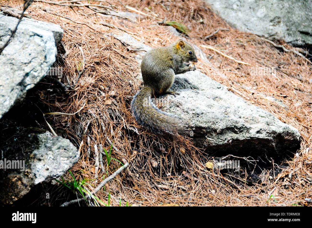 Squirrels of china hi-res stock photography and images - Alamy