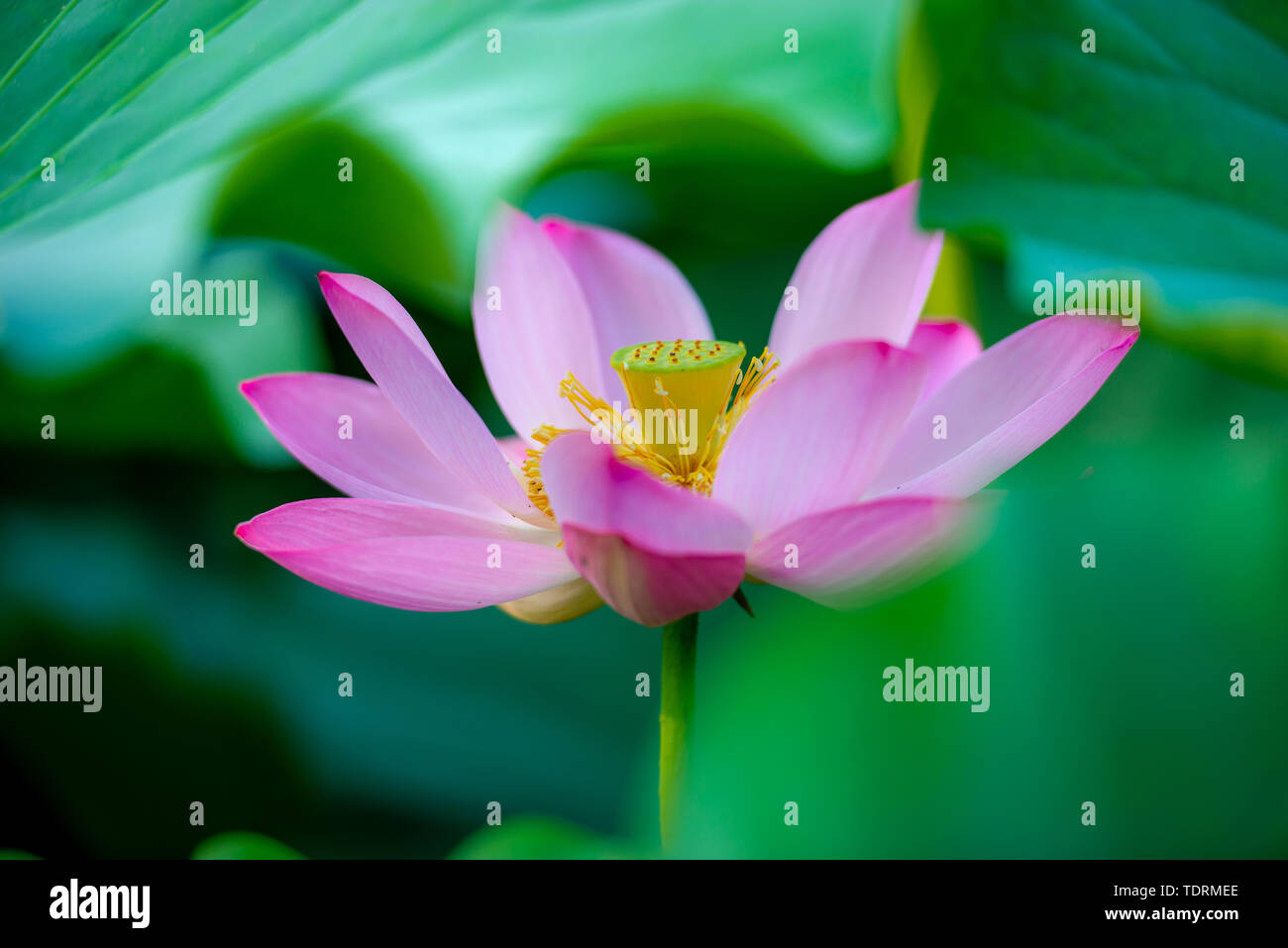 A lotus hidden under the lotus leaf Stock Photo - Alamy