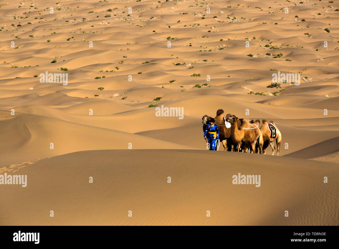 badan jeering desert Stock Photo - Alamy