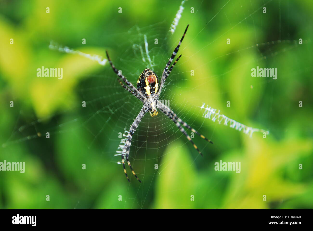 Spider shaped class hi-res stock photography and images - Alamy