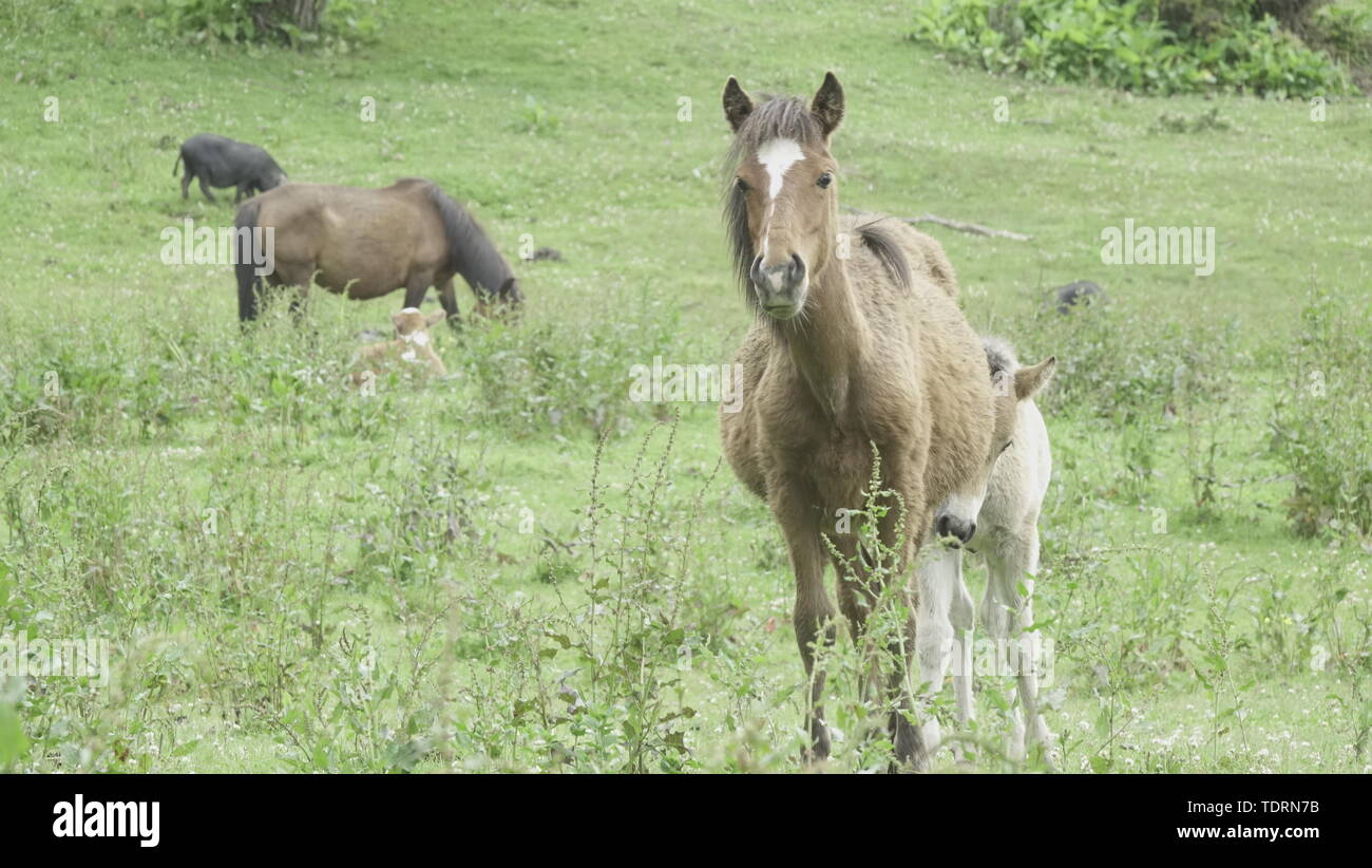 Mustang, yak alpine pasture, snow mountain pasture, pig scalpers, five ...