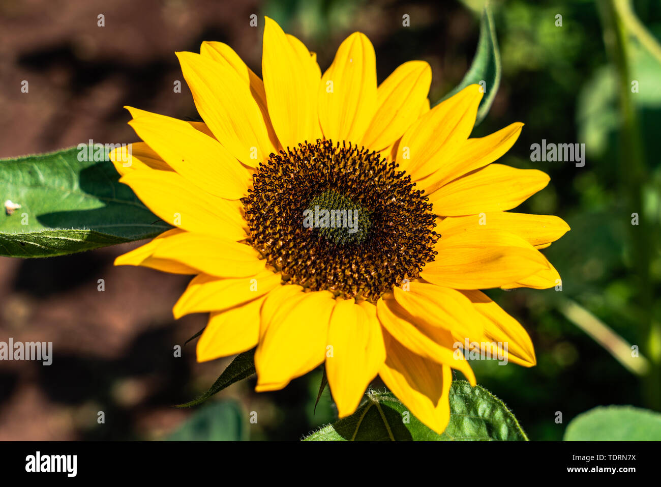 Chengdu botanical garden hi-res stock photography and images - Alamy