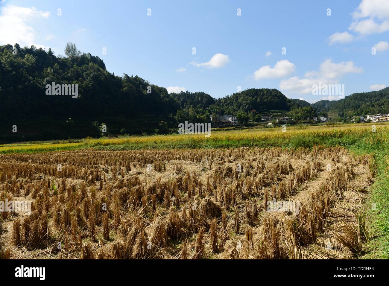 Full rice spikes hi-res stock photography and images - Alamy