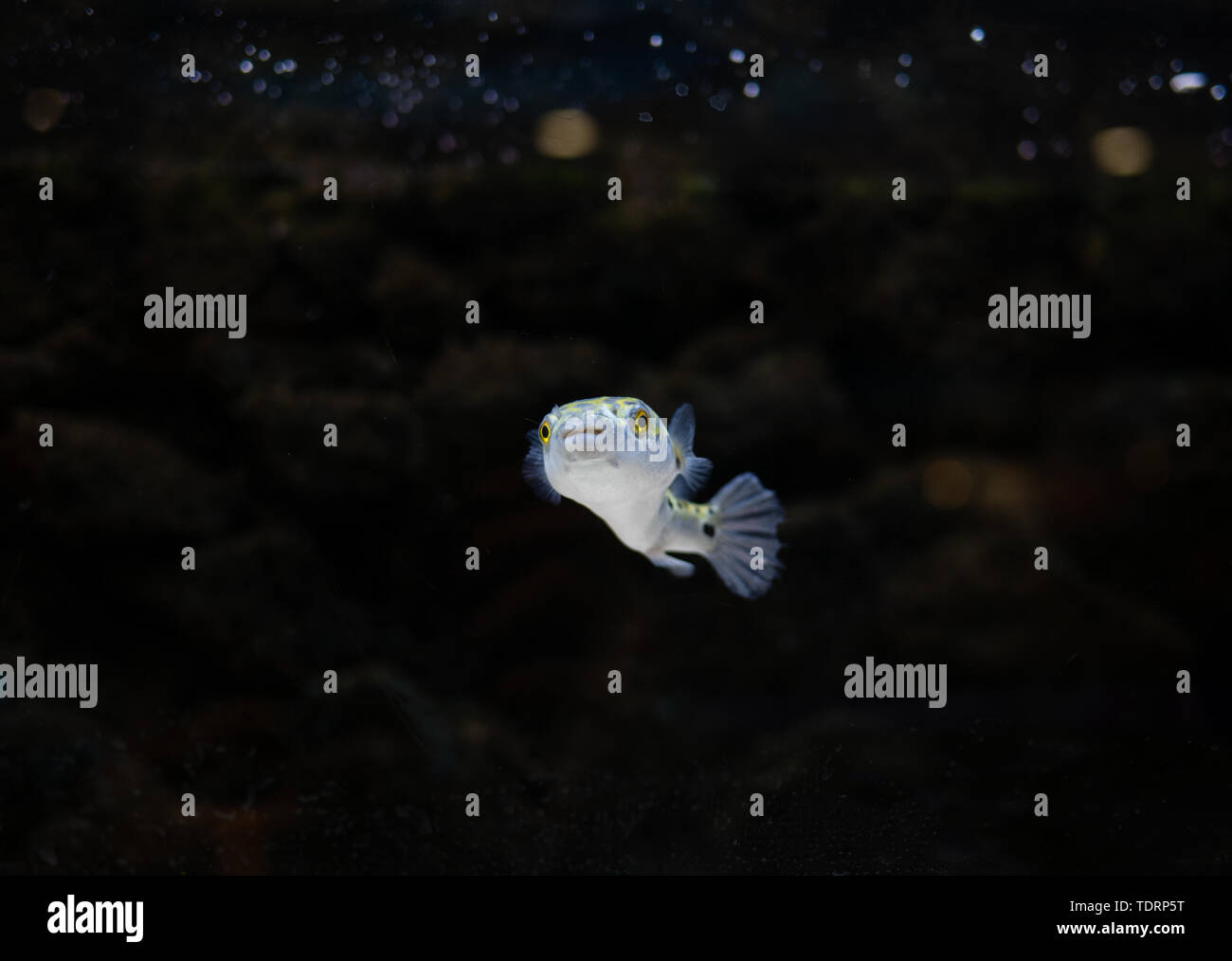 Nigro viridis hi-res stock photography and images - Alamy