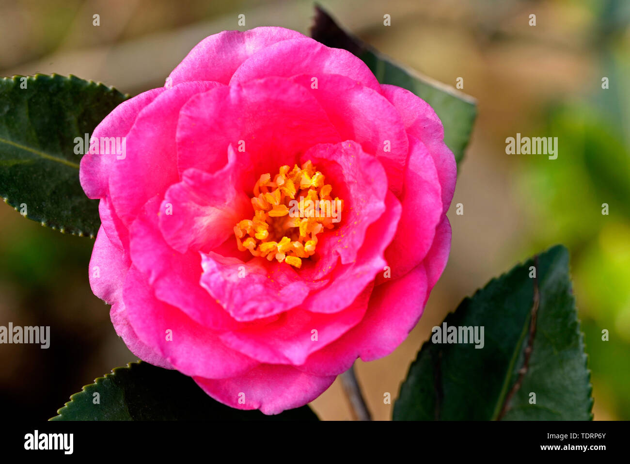 Tea with flowers pearls hi-res stock photography and images - Alamy