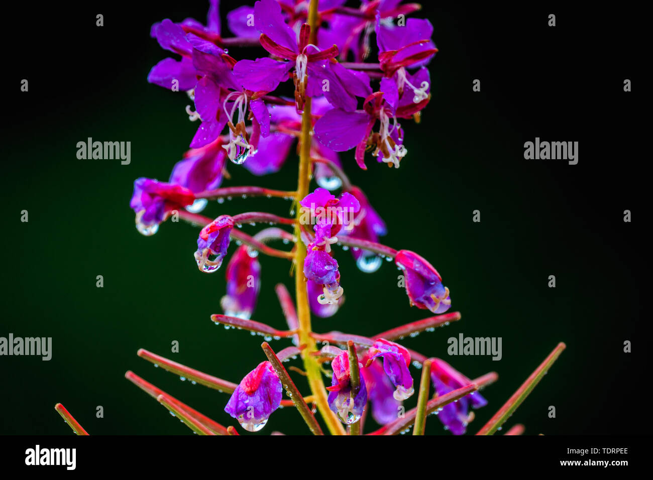 The flowers and grass of Alshan Stock Photo - Alamy