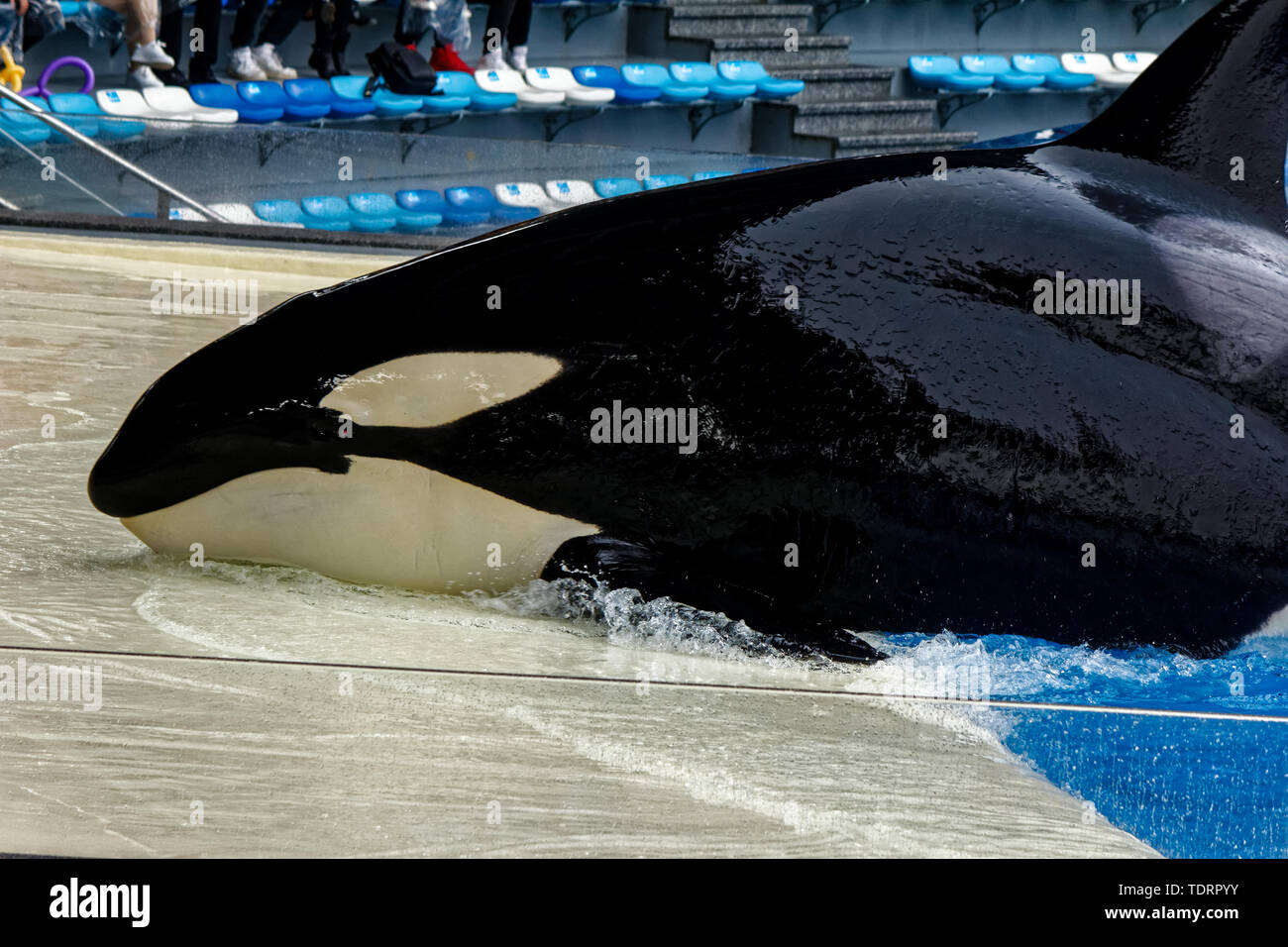 Haichang Ocean Park orca performance in Shanghai Stock Photo - Alamy