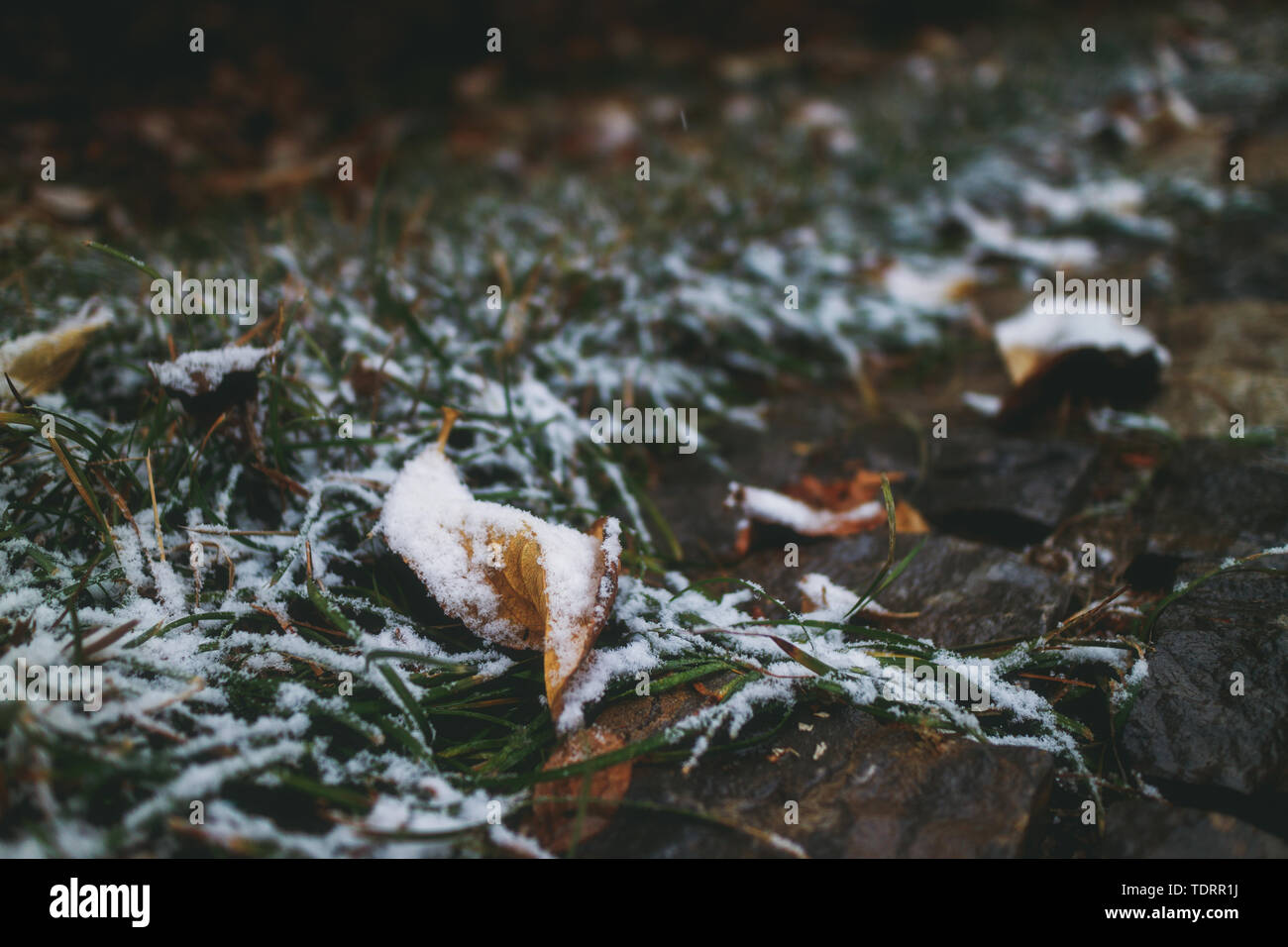 Snow lotus flower hi-res stock photography and images - Alamy