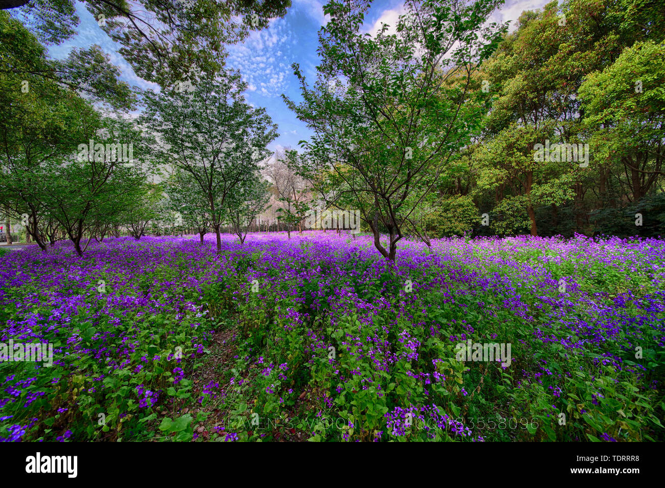 Shanghai Binjiang Forest Park Scenery Stock Photo - Alamy