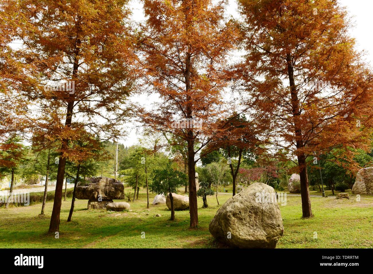 Golden fir trees in autumn Stock Photo - Alamy