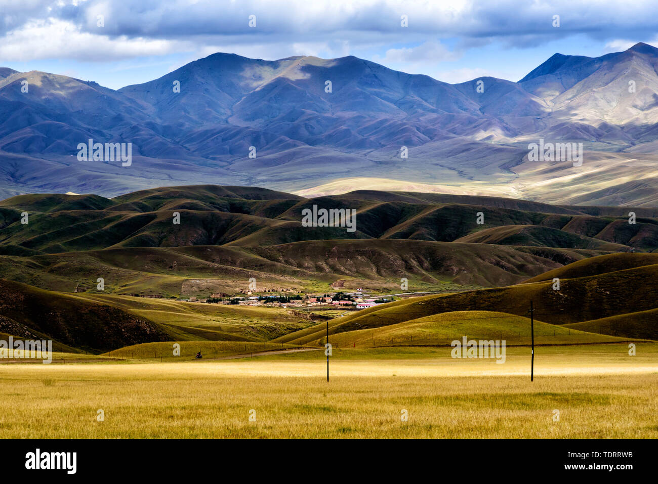 hu yang forest Stock Photo - Alamy