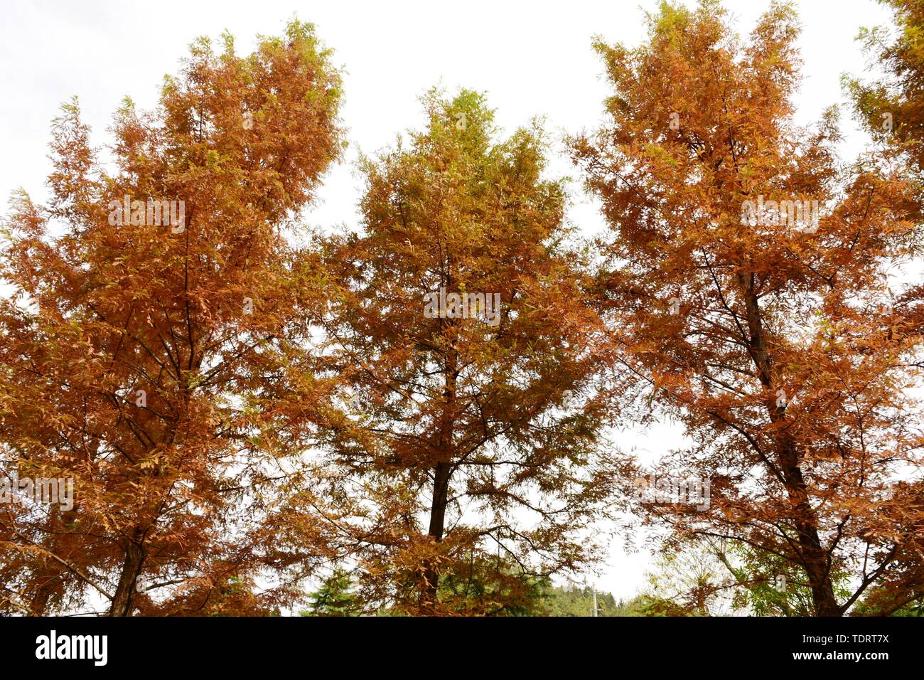 Golden fir trees in autumn Stock Photo - Alamy