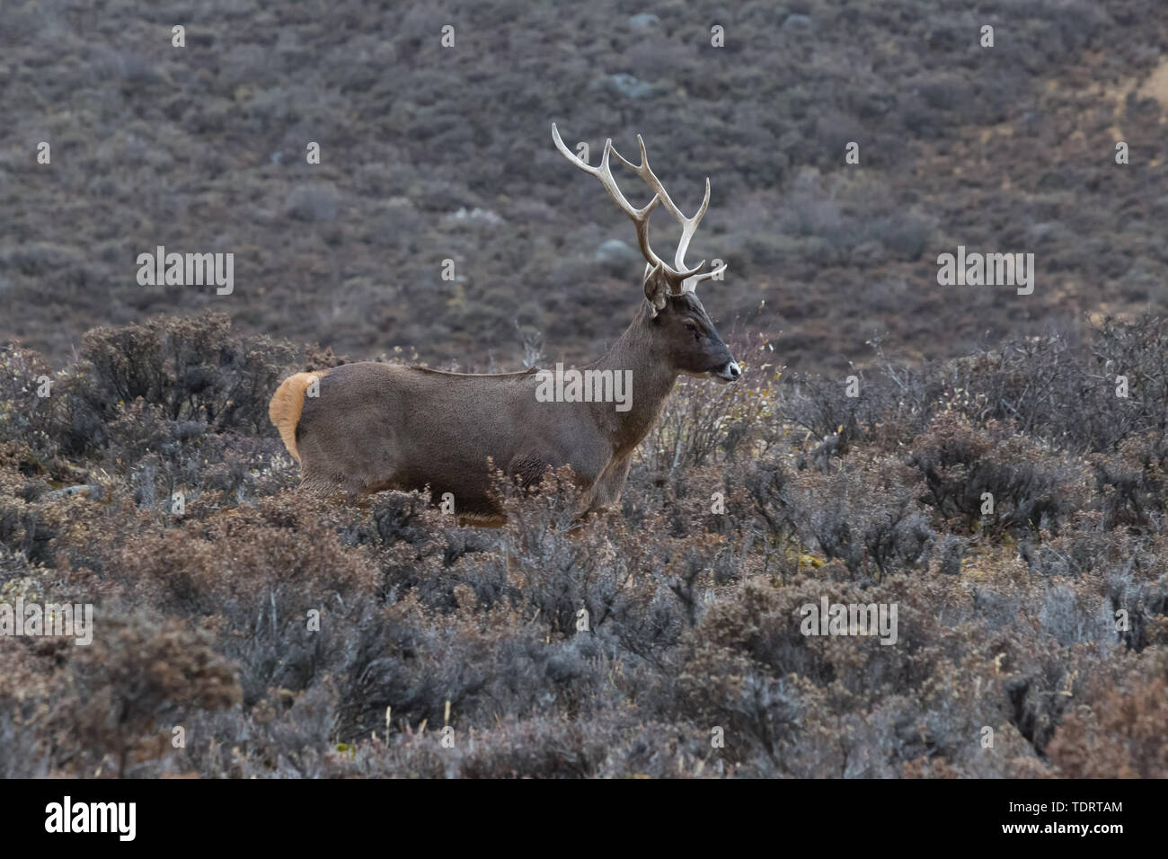 Tibetan white-lipped deer, national first-class protected animals Stock ...