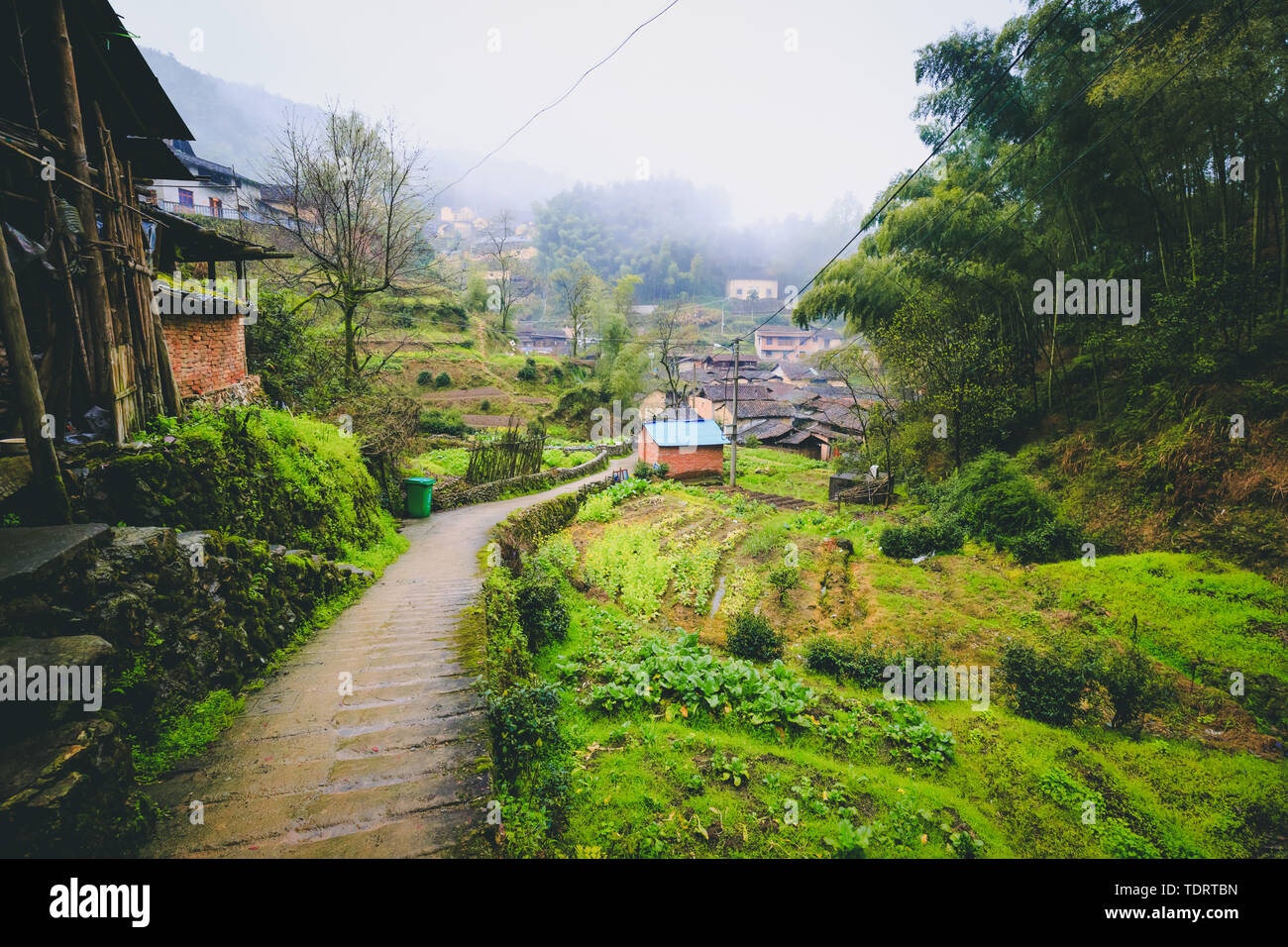 Tropical light and leaves and fog vision hi-res stock photography and ...