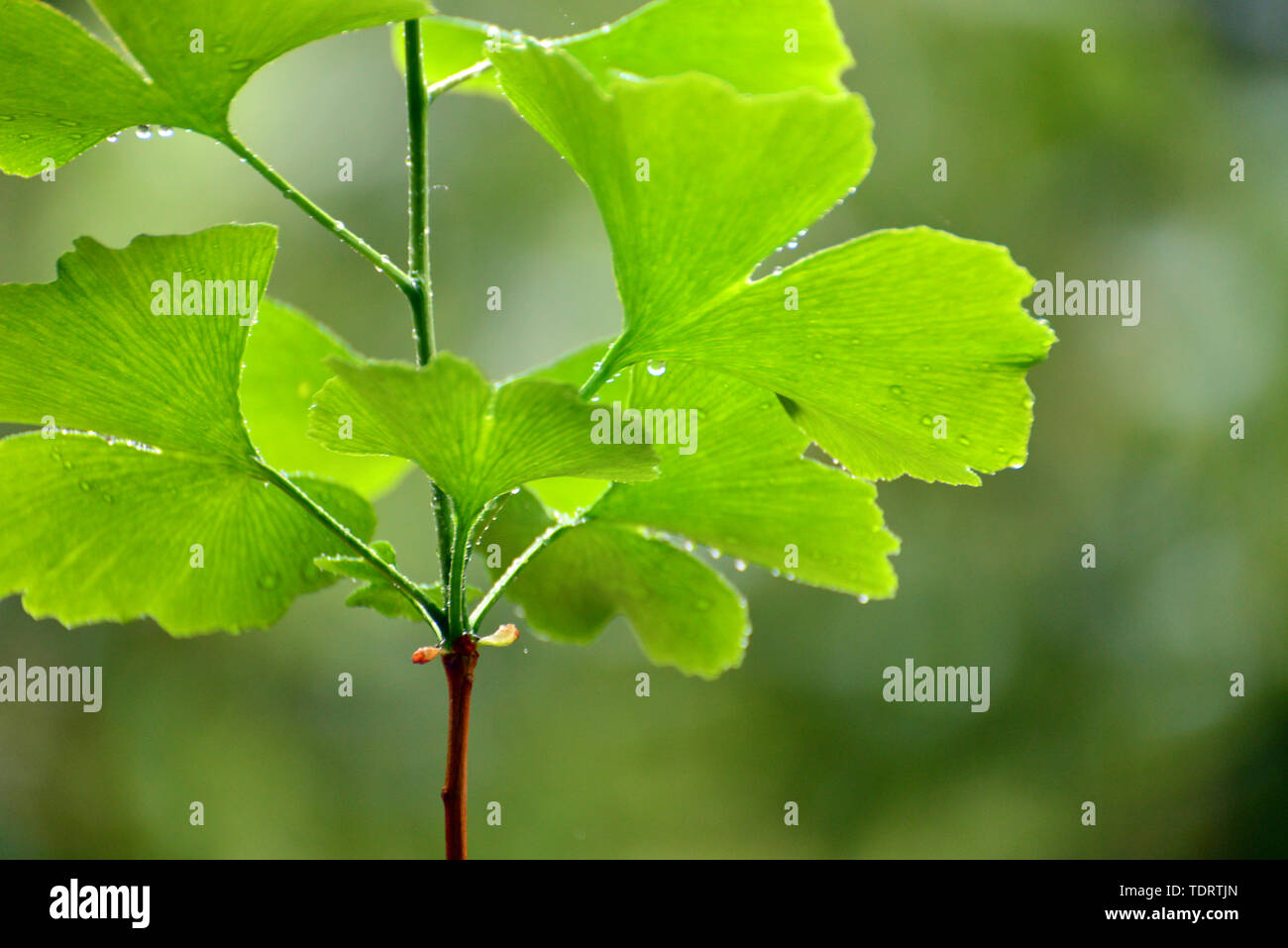 ginkgo tree leaf Stock Photo - Alamy