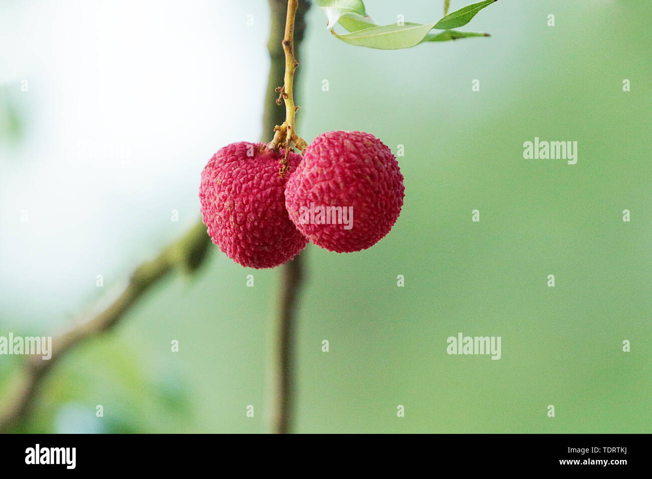 Litchi hanging hi-res stock photography and images - Alamy