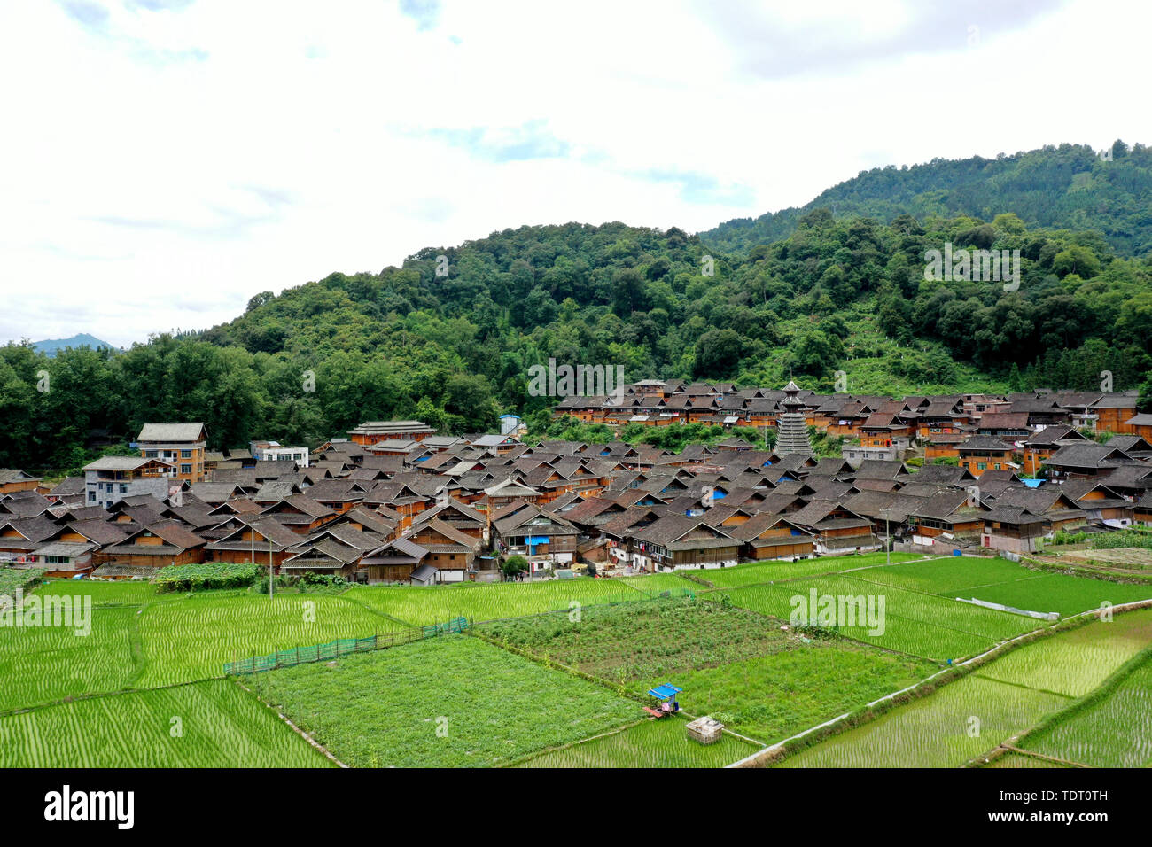 Luan tree hi-res stock photography and images - Alamy