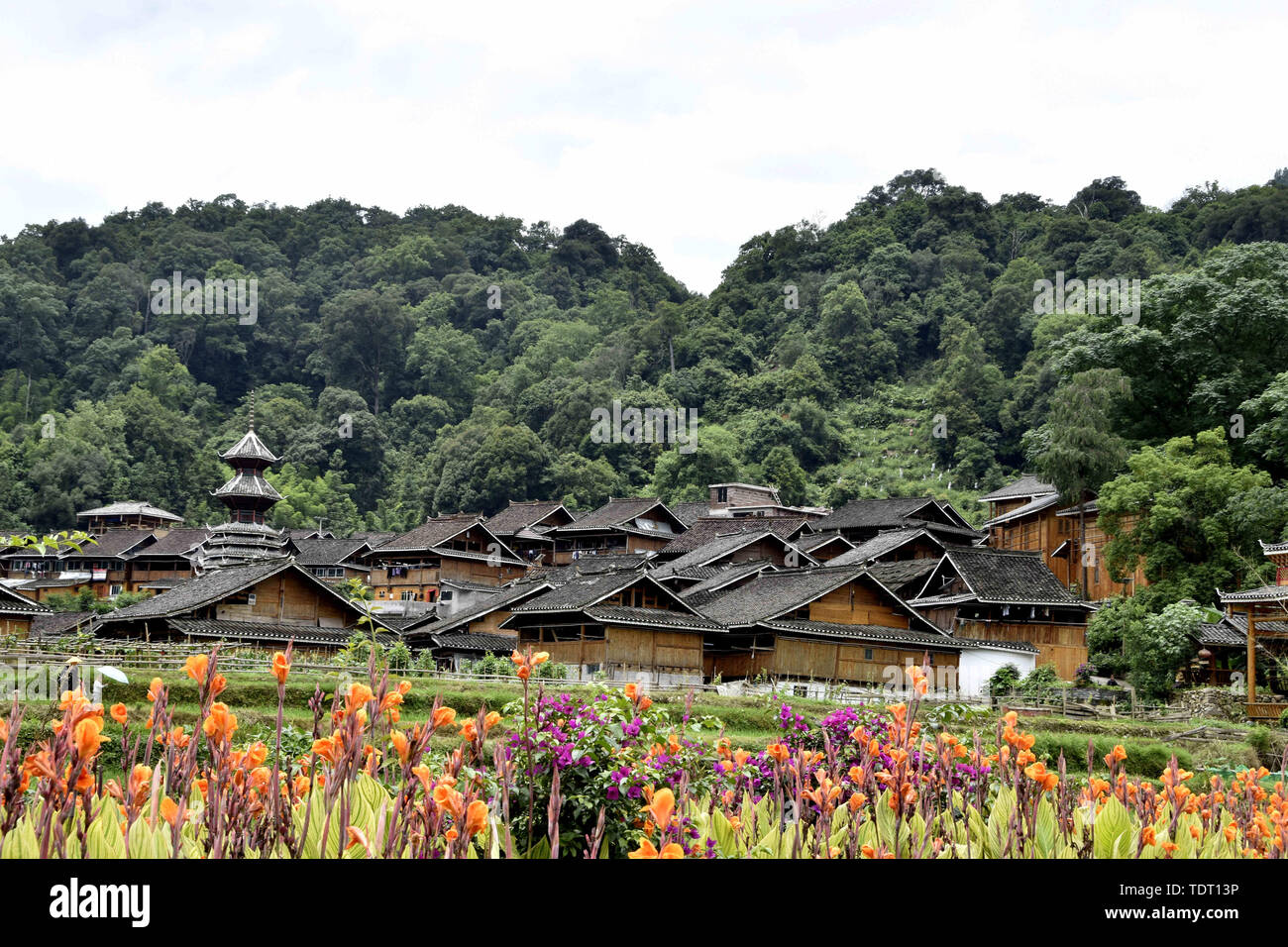 Luan tree hi-res stock photography and images - Alamy