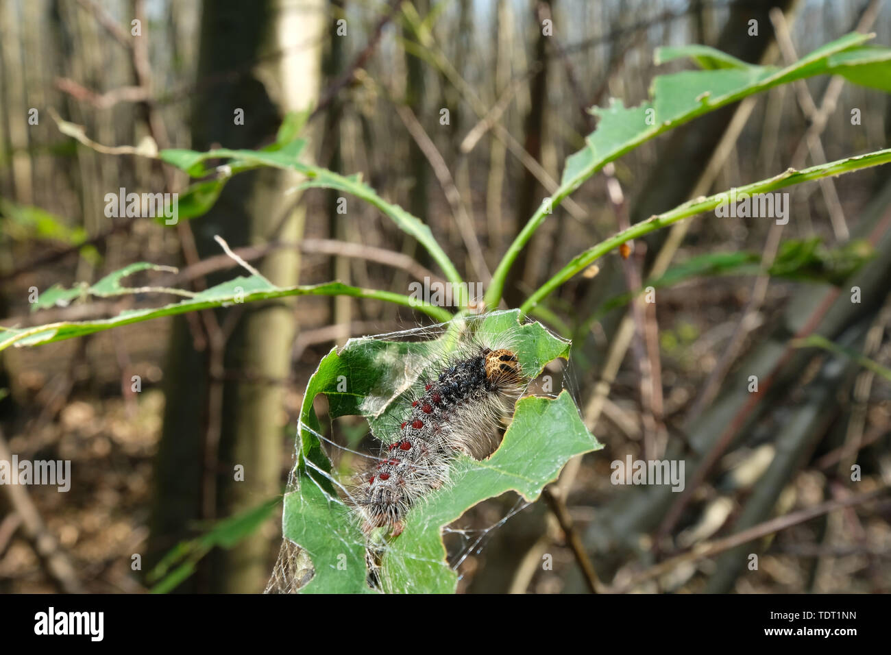 Sponge moth hi-res stock photography and images - Alamy