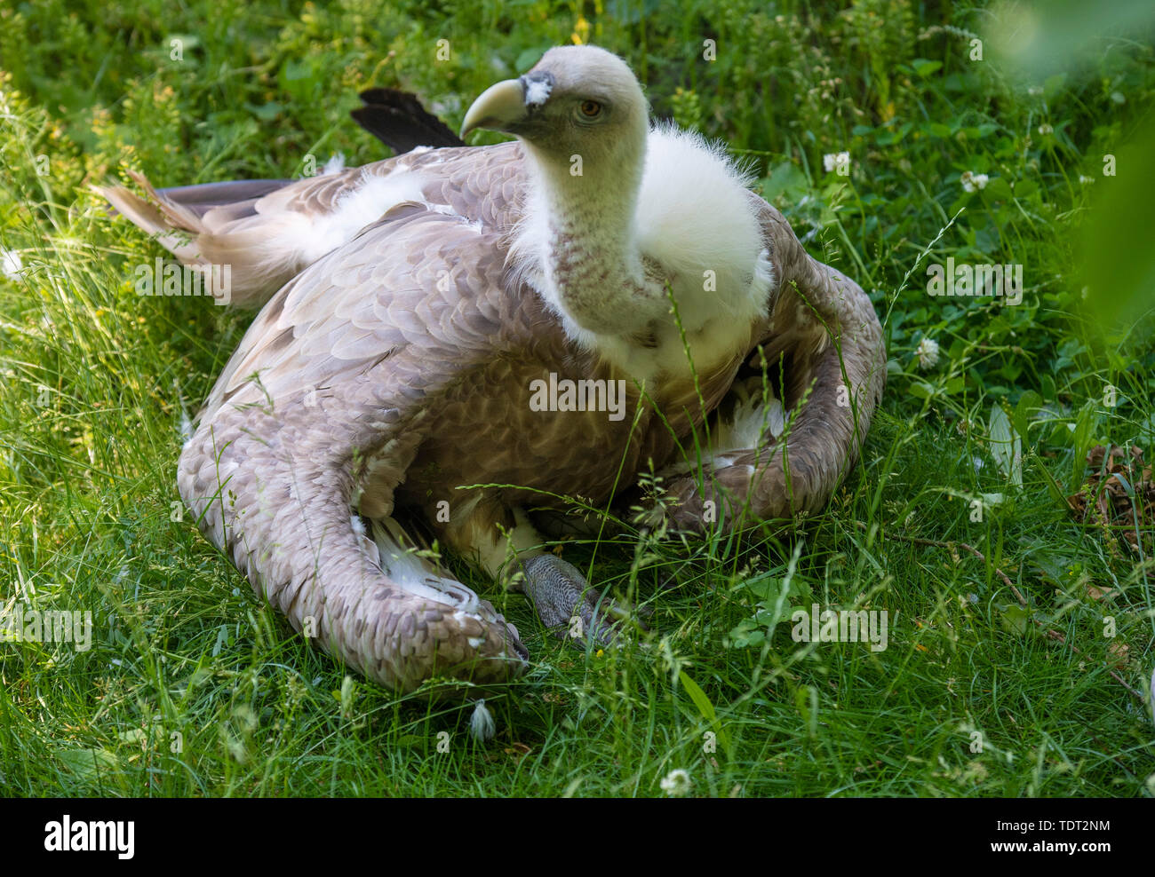 Kronberg, Germany. 18th June, 2019. This griffon vulture looked for a ...