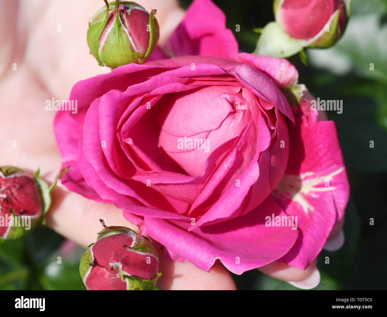 Baden Baden, Germany. 18th June, 2019. A noble rose called Anuschka is ...