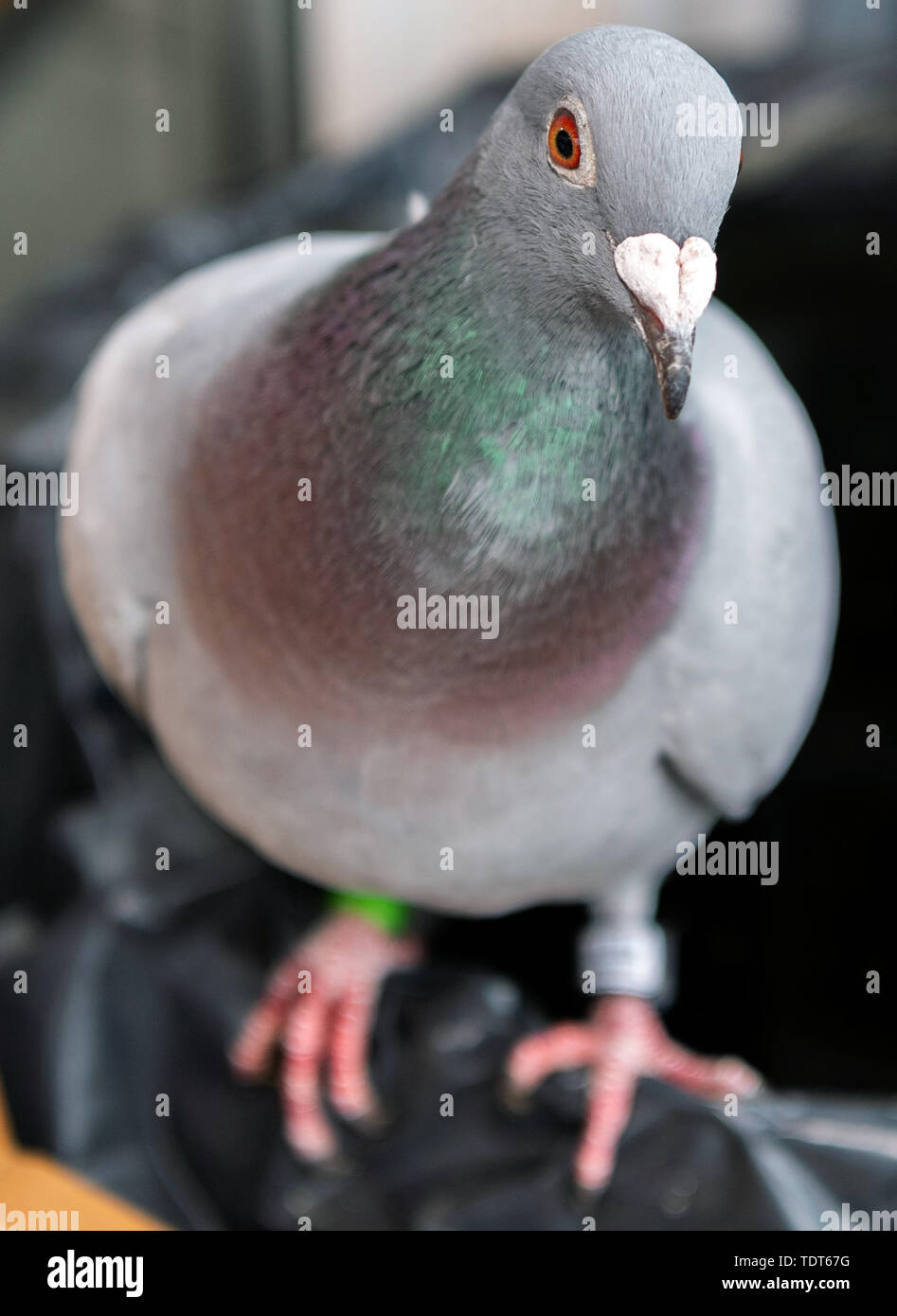 Carrier pigeon hi-res stock photography and images - Alamy