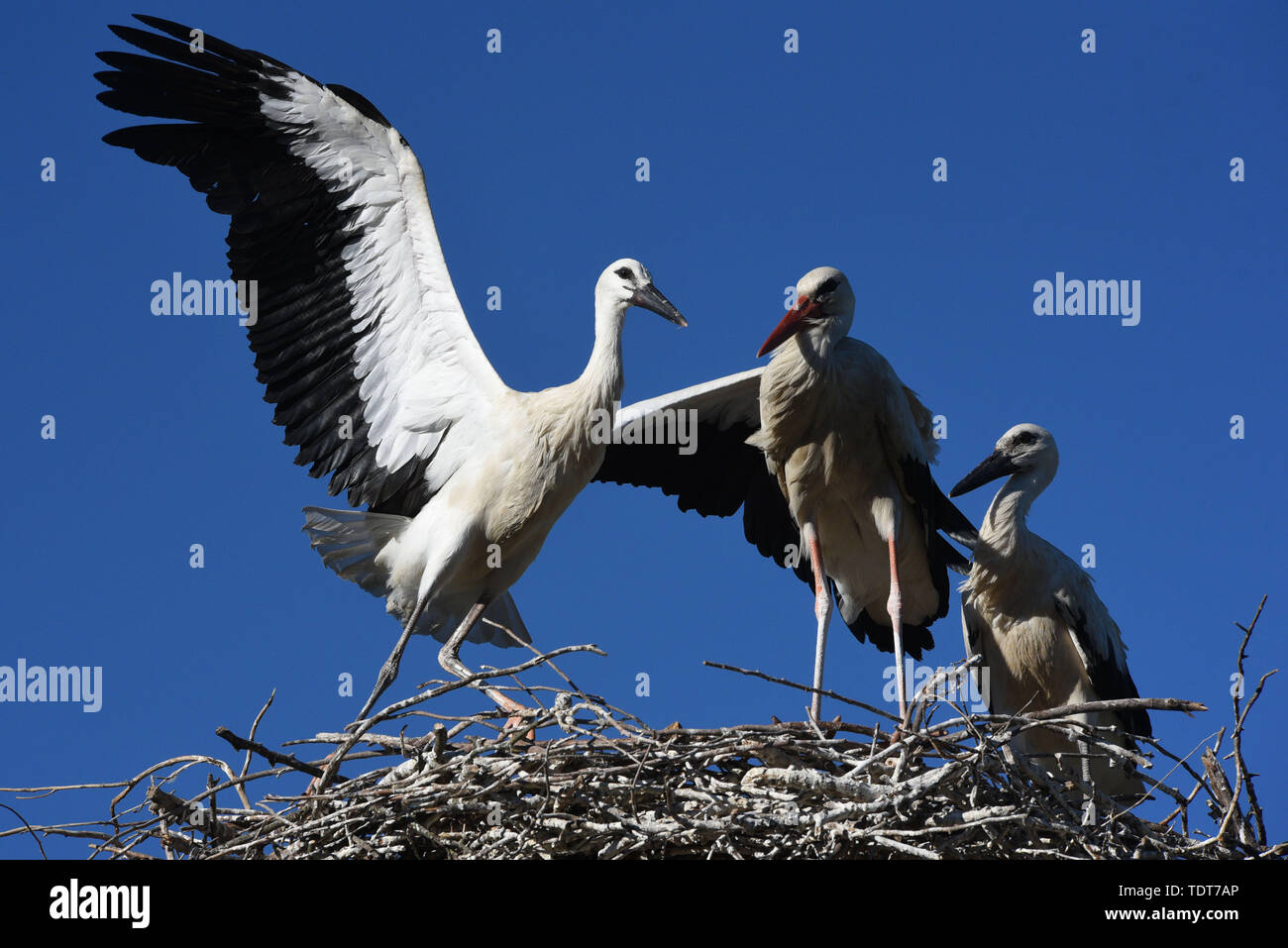Madrid, Spain. 18th June, 2019. A young white stork tries to fly in its ...