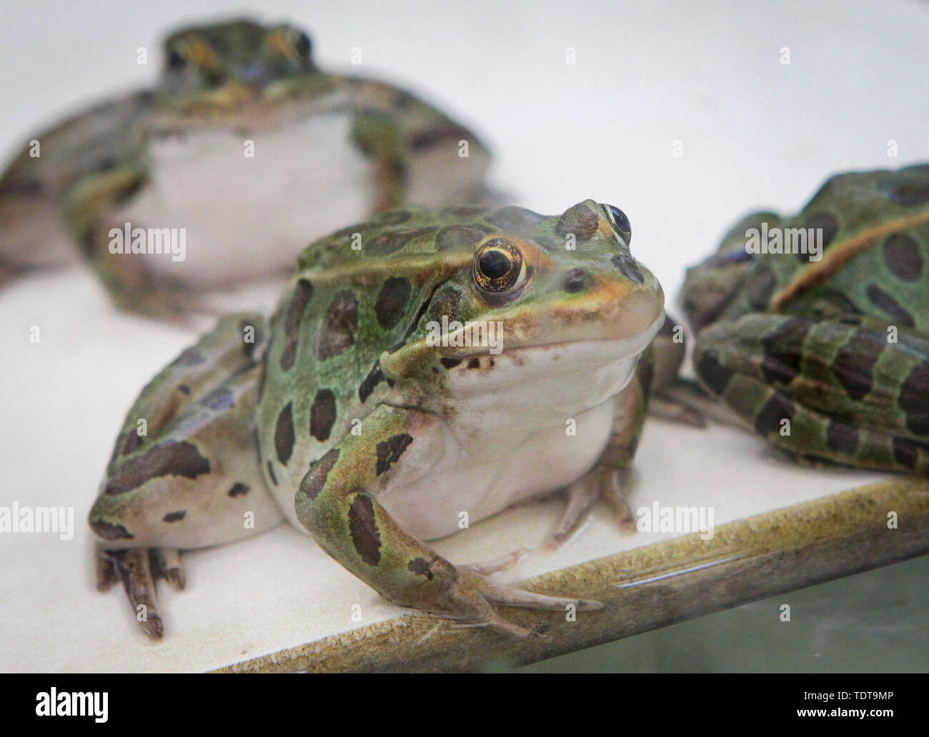 Vancouver, Canada. 18th June, 2019. Endangered Northern leopard frogs ...