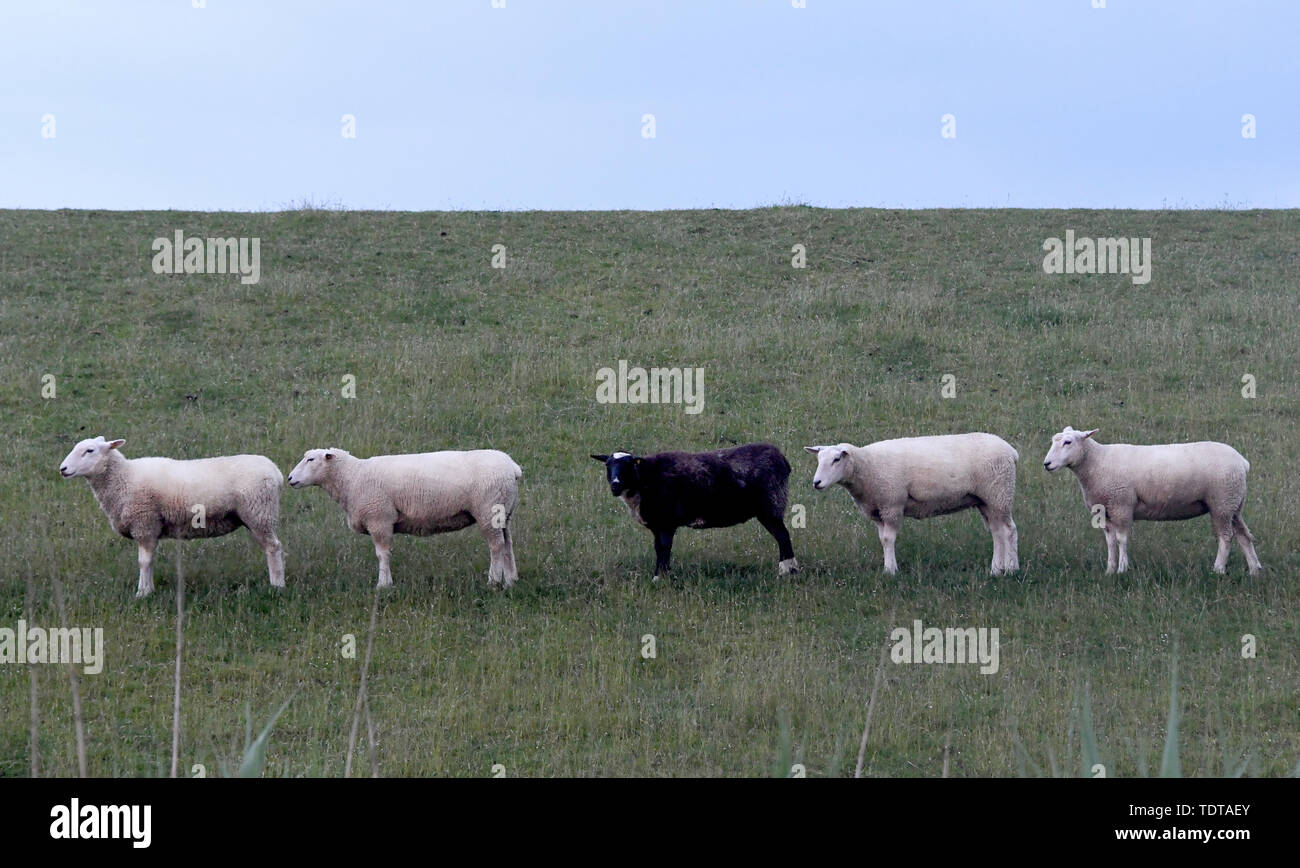 Line up of sheep hi-res stock photography and images - Alamy