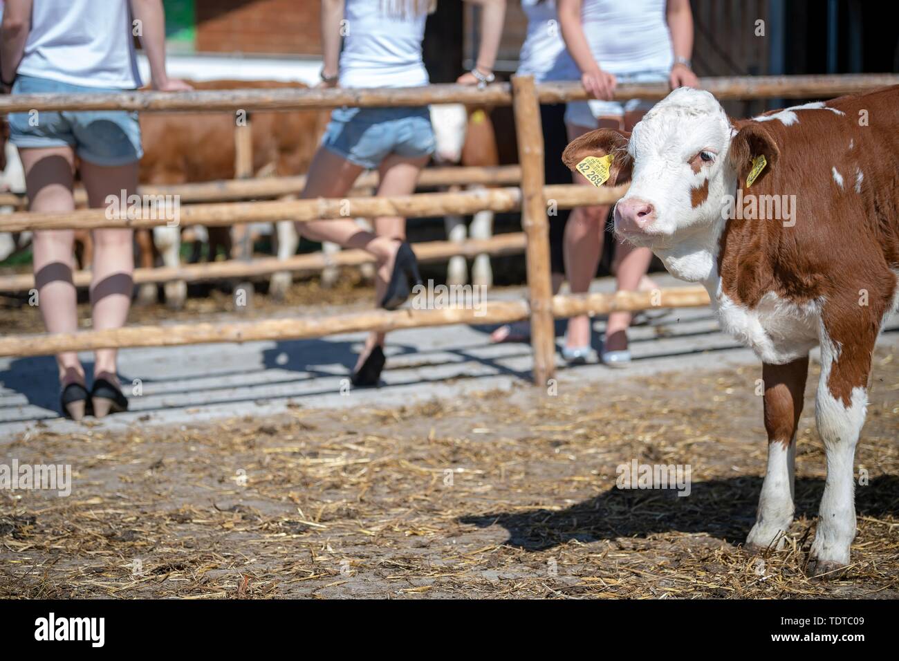 Yfc Farm Girls Calendar