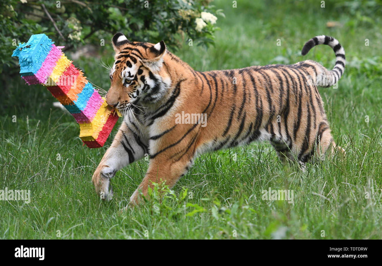 Endangered Amur tiger cub Makari plays with a pinata which was given to ...