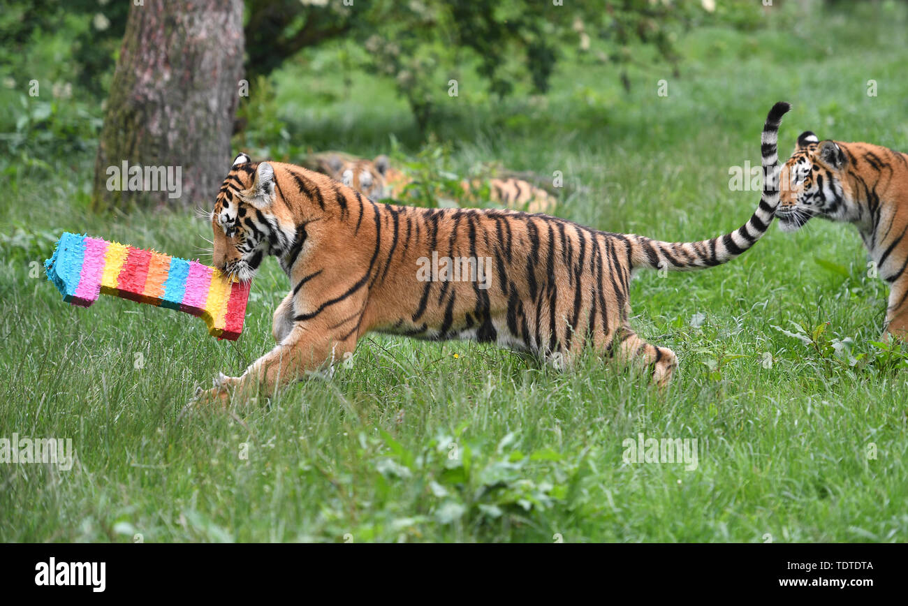 Endangered Amur tiger cub Makari plays with a pinata which was given to ...