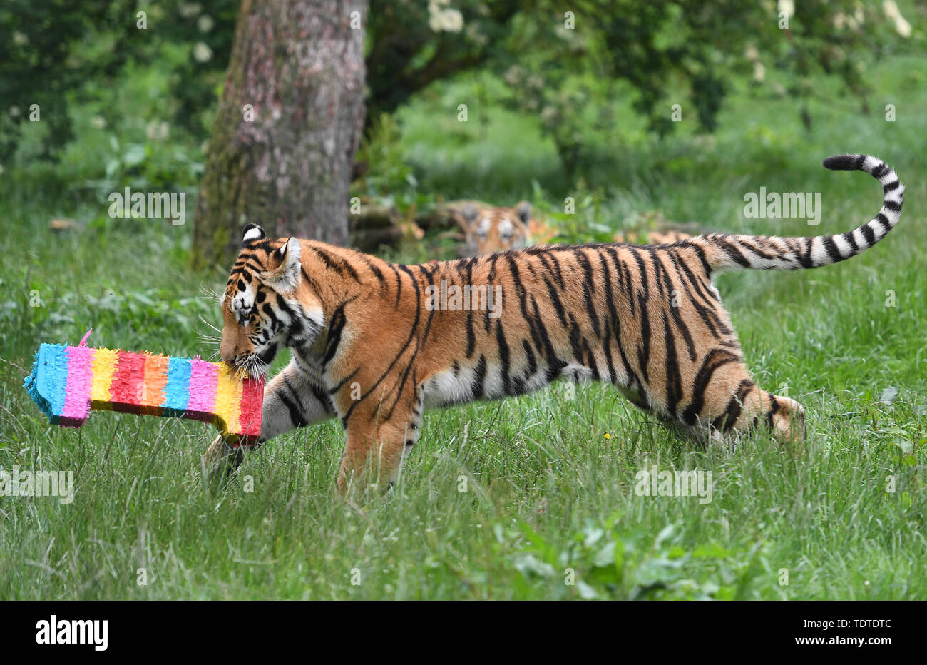 Endangered Amur tiger cub Makari plays with a pinata which was given to ...