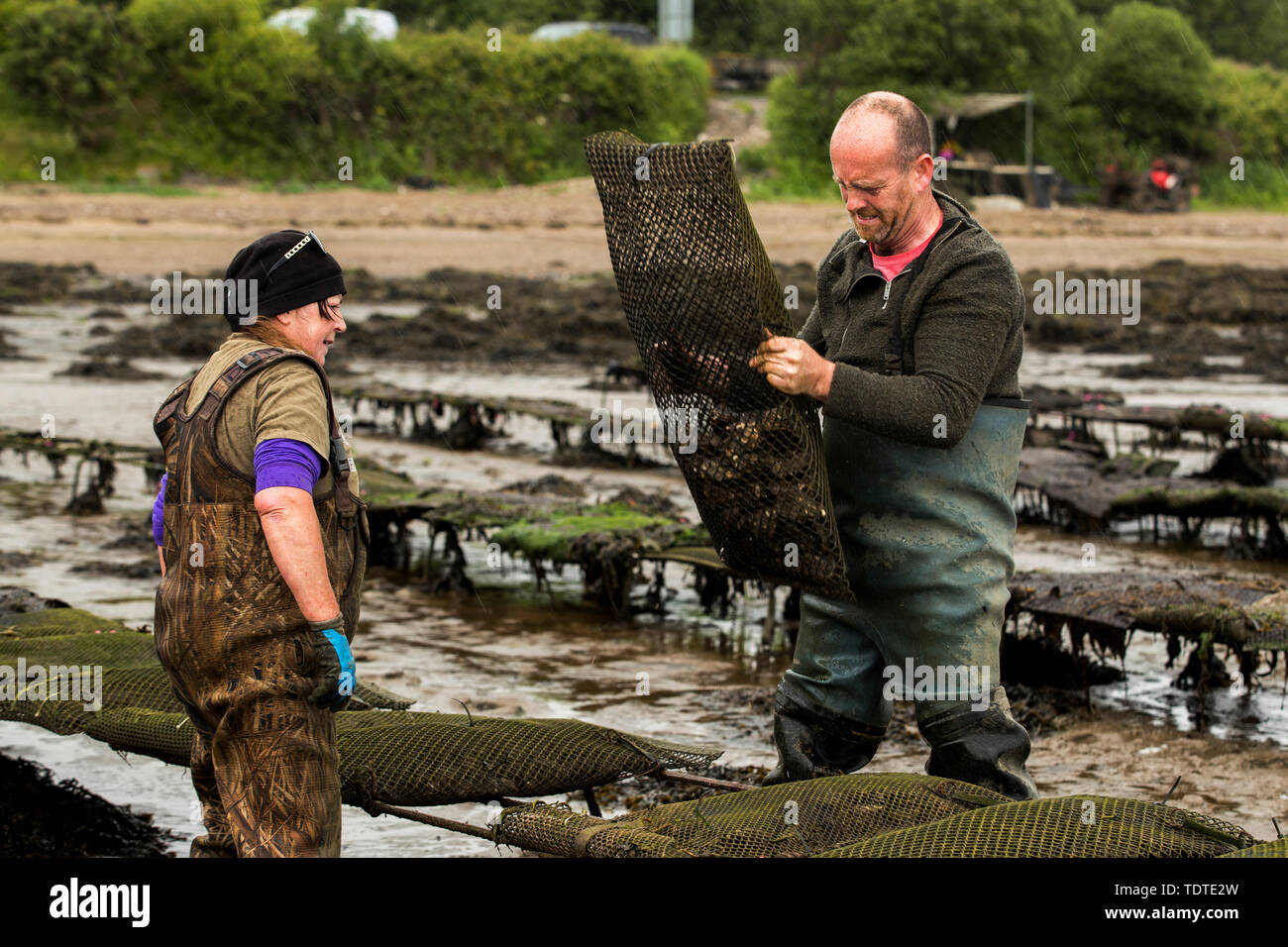 Ciaran gallagher working on oyster bags hi-res stock photography and ...