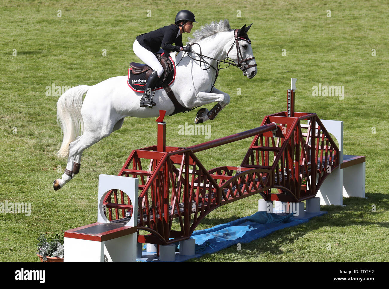 Bay Horse Jumping Without Rider