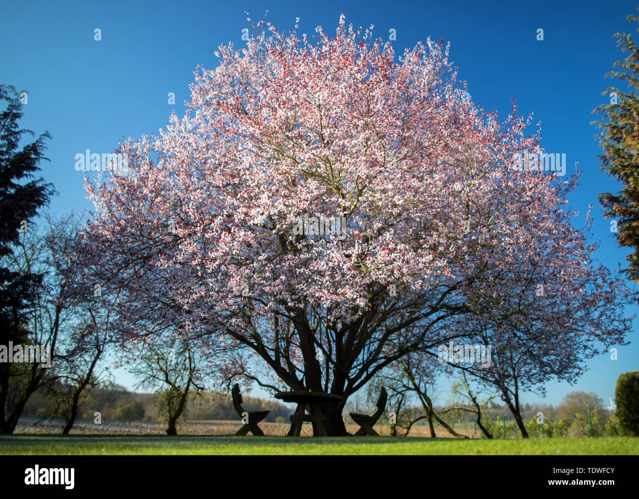 Blood Plum High Resolution Stock Photography and Images - Alamy