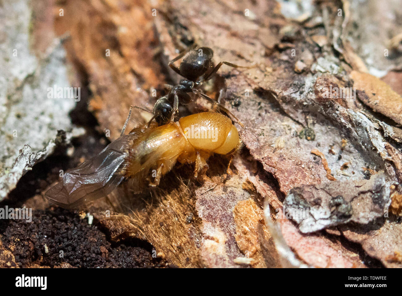 Nuremberg, Germany. 19th June, 2019. A book printer (bark beetle/young ...