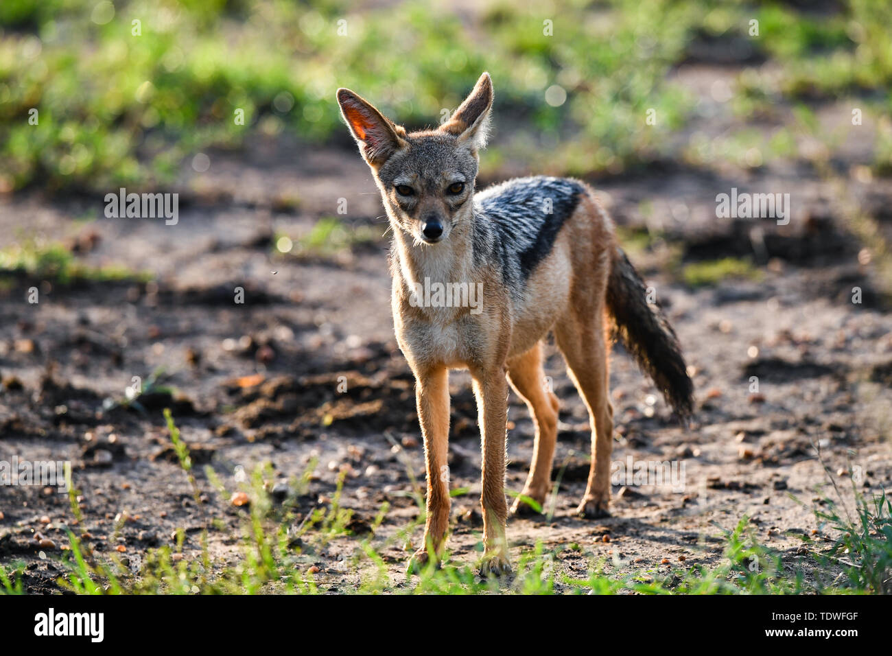 Nairobi. 18th June, 2019. A fox is seen at Maasai Mara National Reserve ...