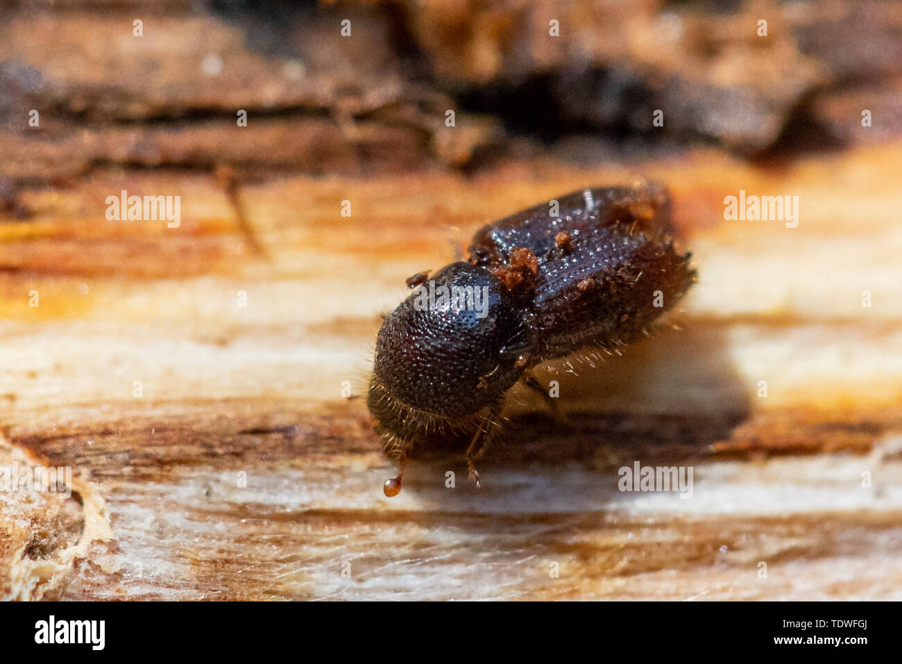 Nuremberg, Germany. 19th June, 2019. A book printer (bark beetle/old ...