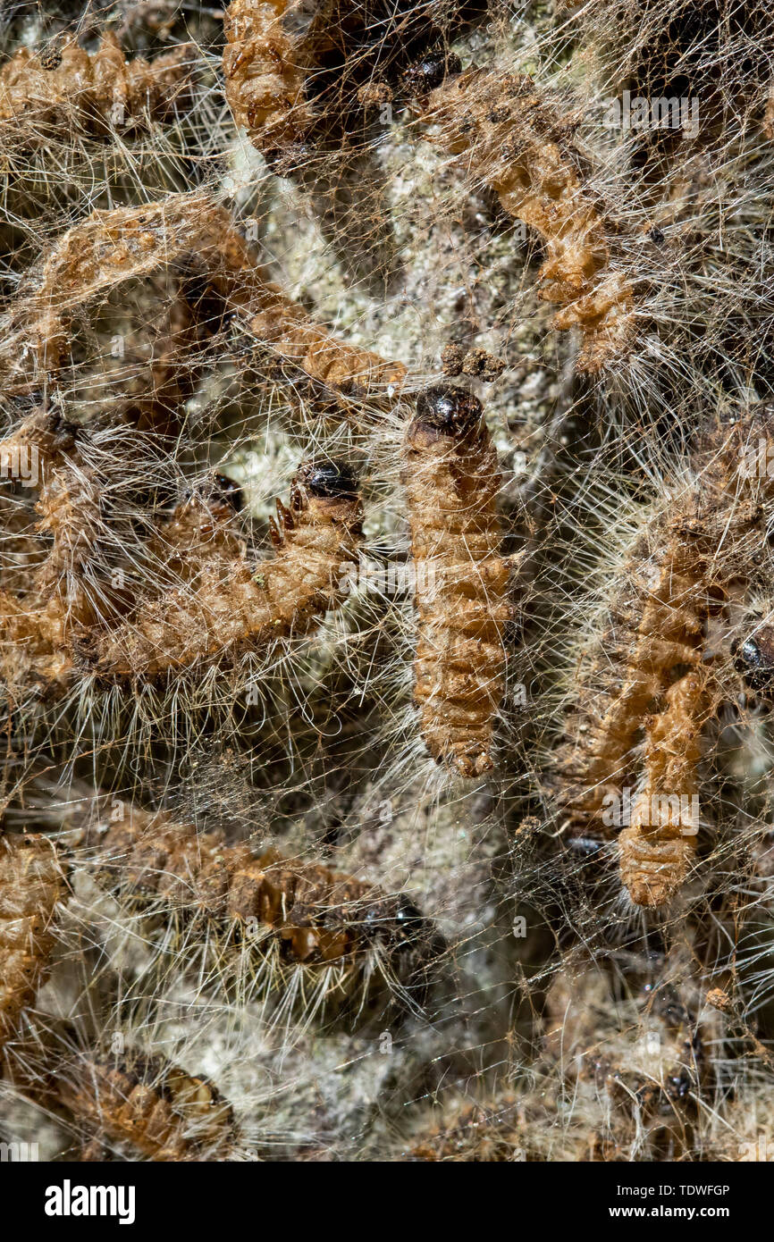 Insect plague hi-res stock photography and images - Alamy